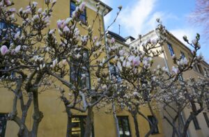 Rygaards International School - Danish International Schools Network