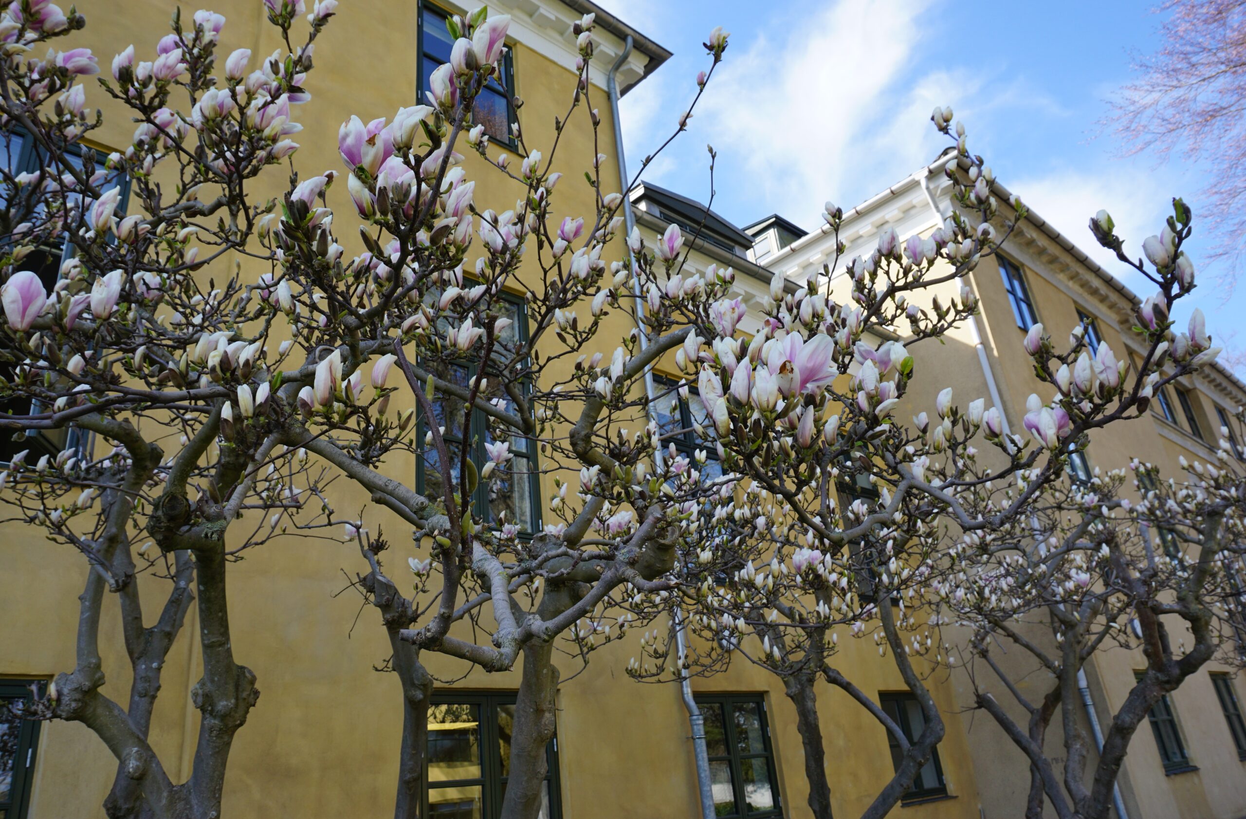 Rygaards International School - Danish International Schools Network